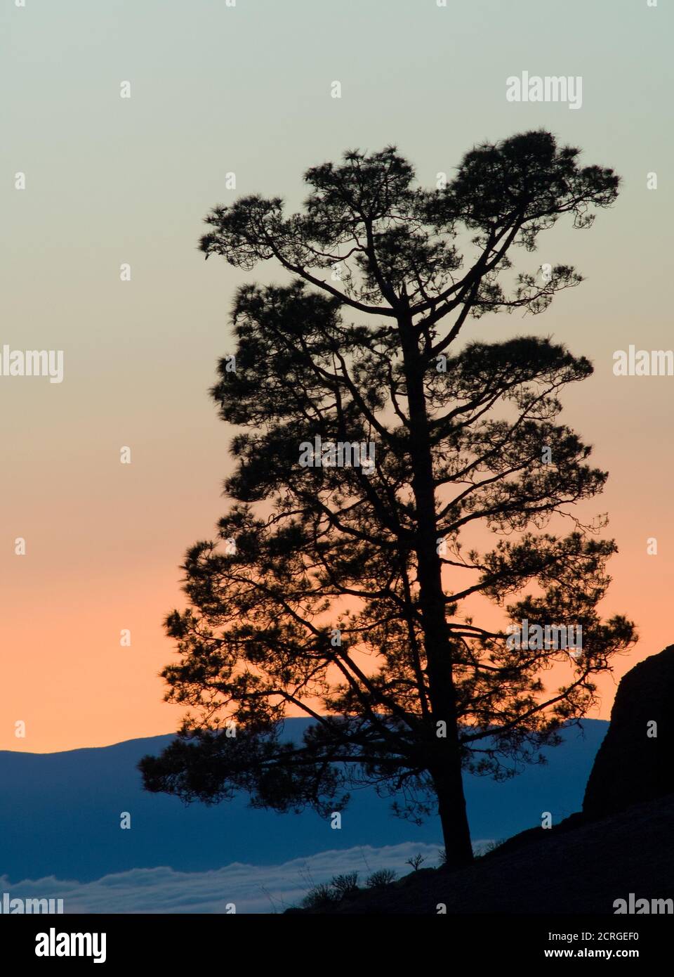Pin des canaries majestueux pinus canariensis Banque de photographies ...
