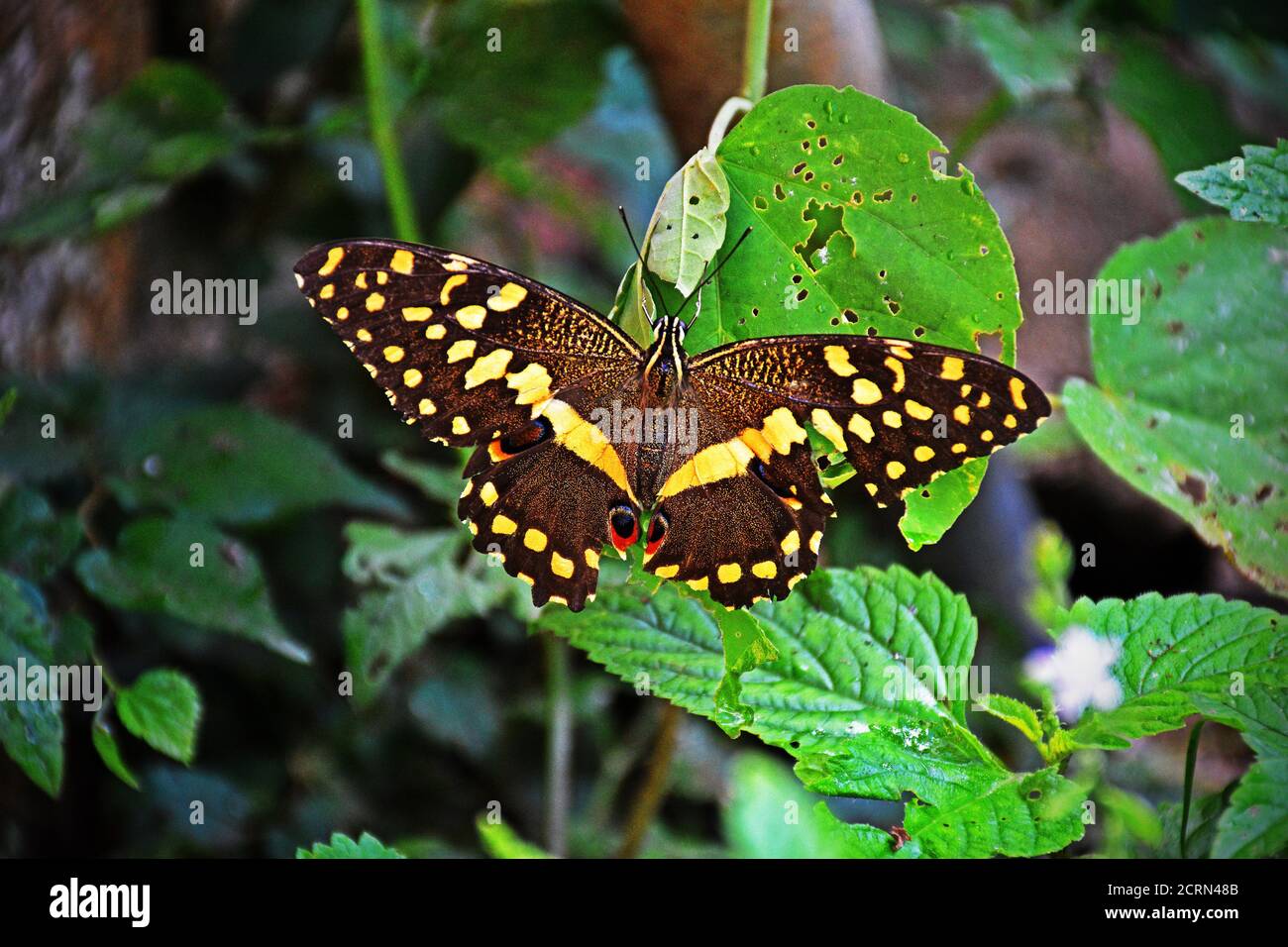 Papillon dans son habitat naturel Banque de photographies et d’images à ...