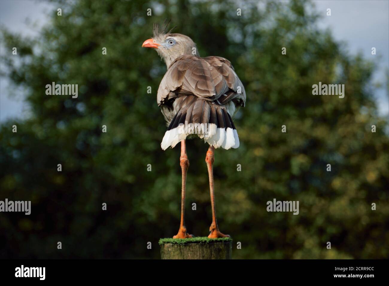 Seriema aux jambes rouges Banque de photographies et d’images à haute ...