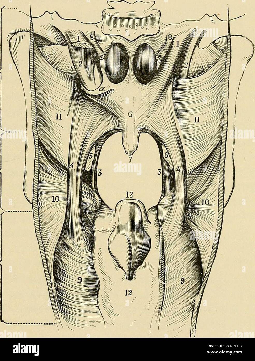 Anatomie Du Pharynx Et Du Larynx Anatomie Du Pharynx (gorge)