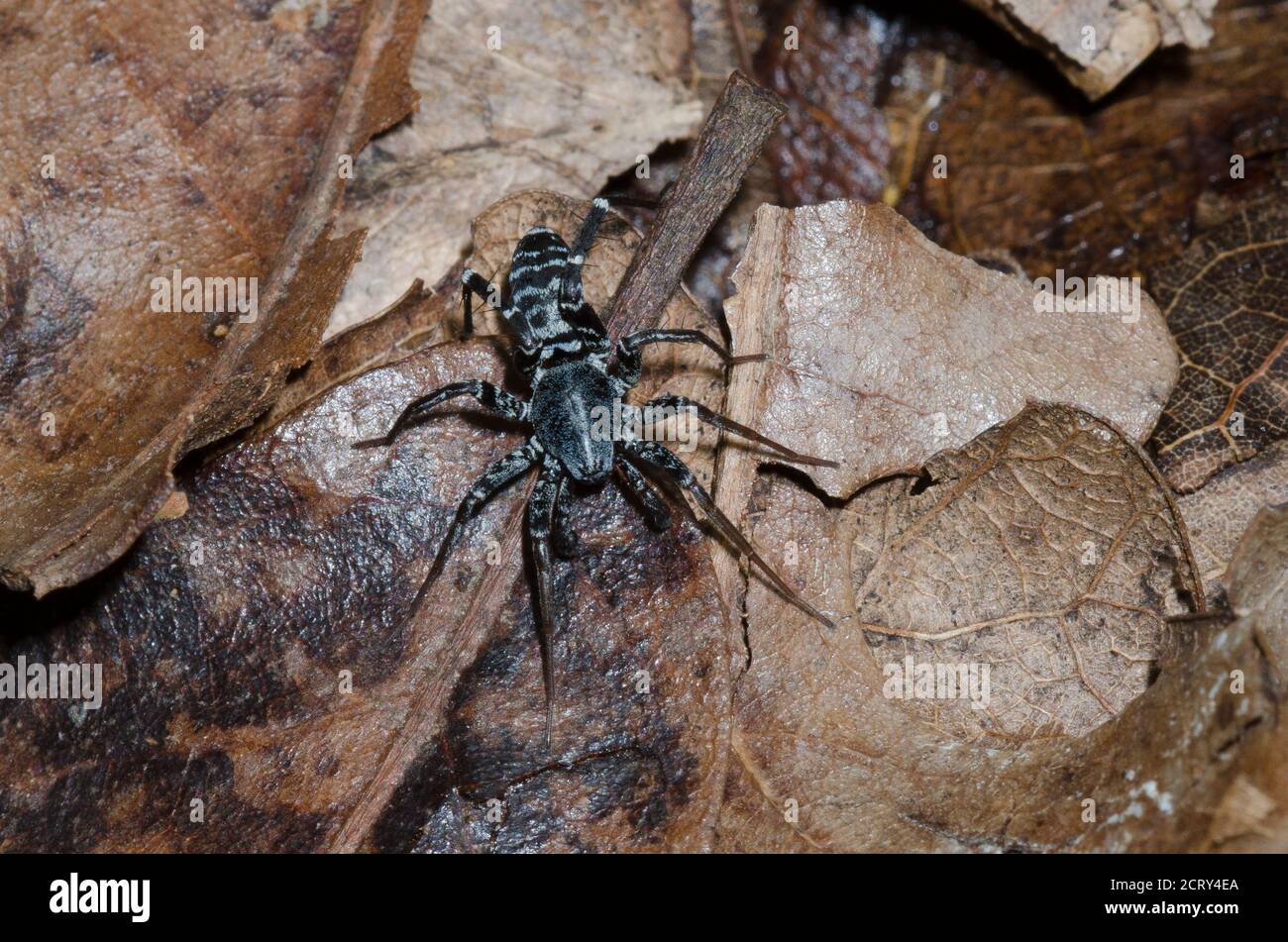 Castianeira sp Banque de photographies et d’images à haute résolution ...