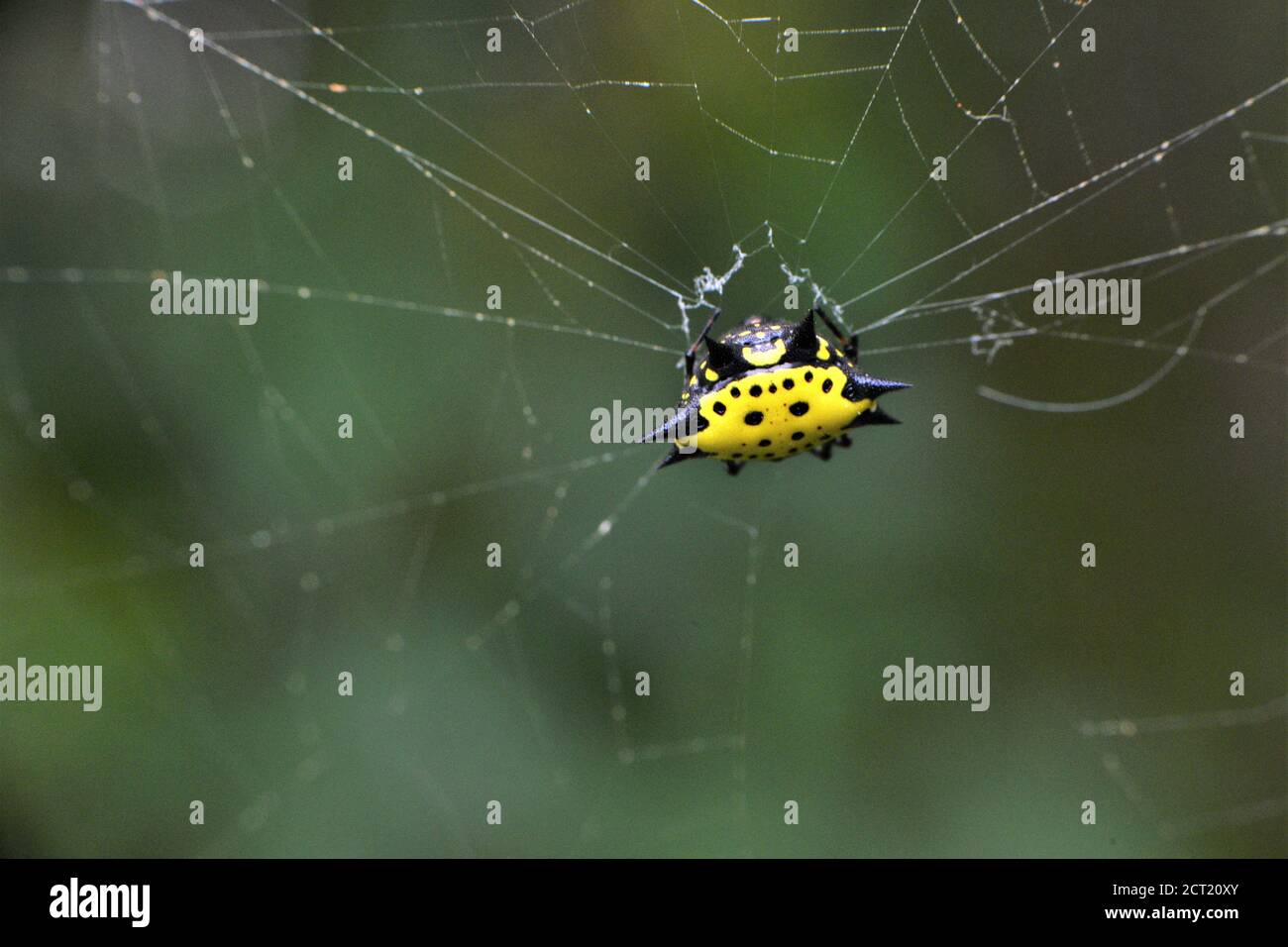 Araignée avec des taches jaunes Banque de photographies et d’images à ...