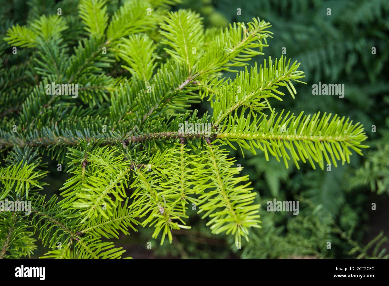 Tsuga de la pruche orientale Banque de photographies et d’images à ...