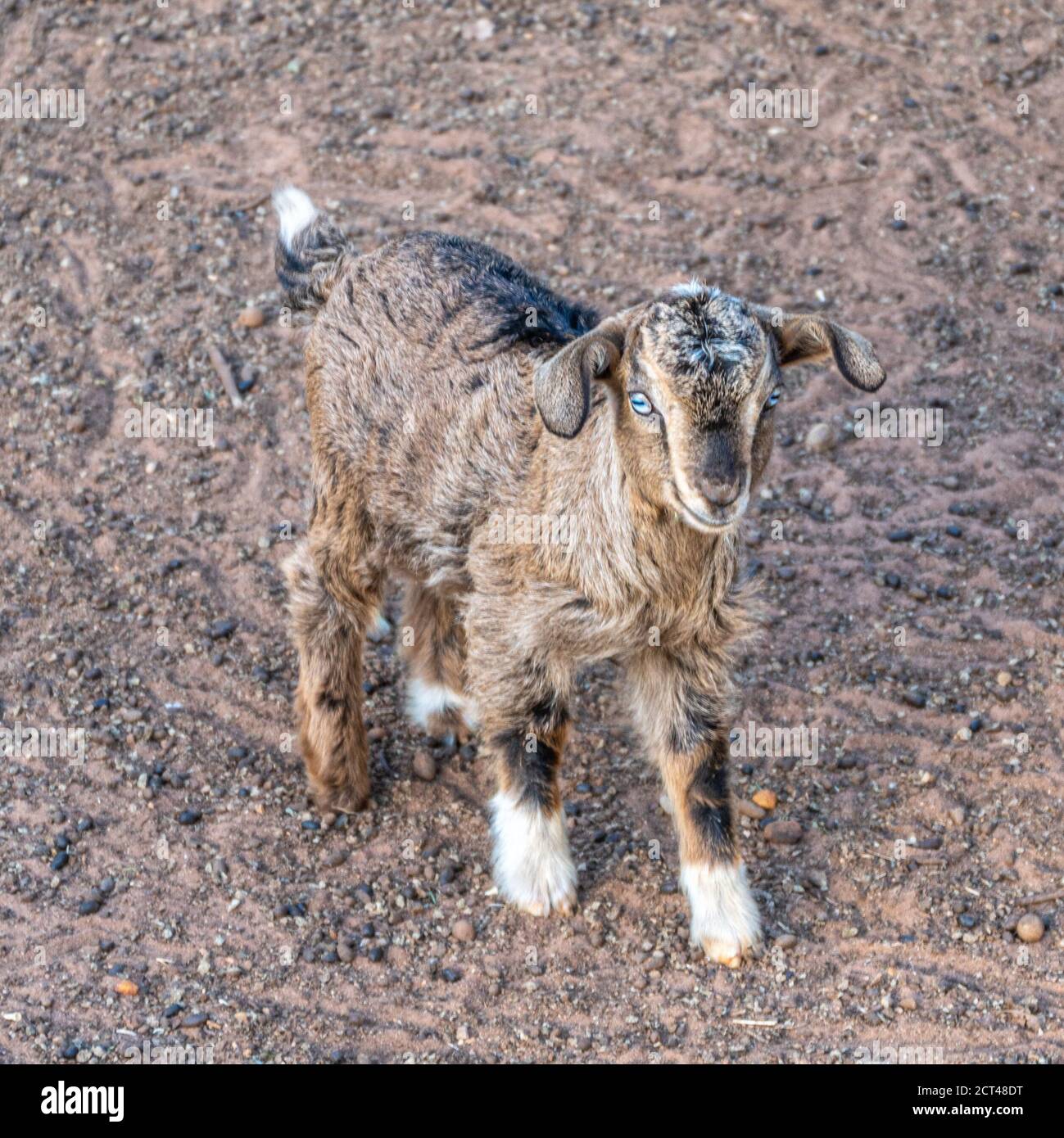 Chèvre domestique miniature Banque de photographies et d’images à haute ...