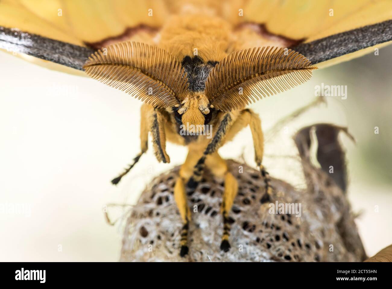 Comet moth Banque de photographies et d’images à haute résolution - Alamy