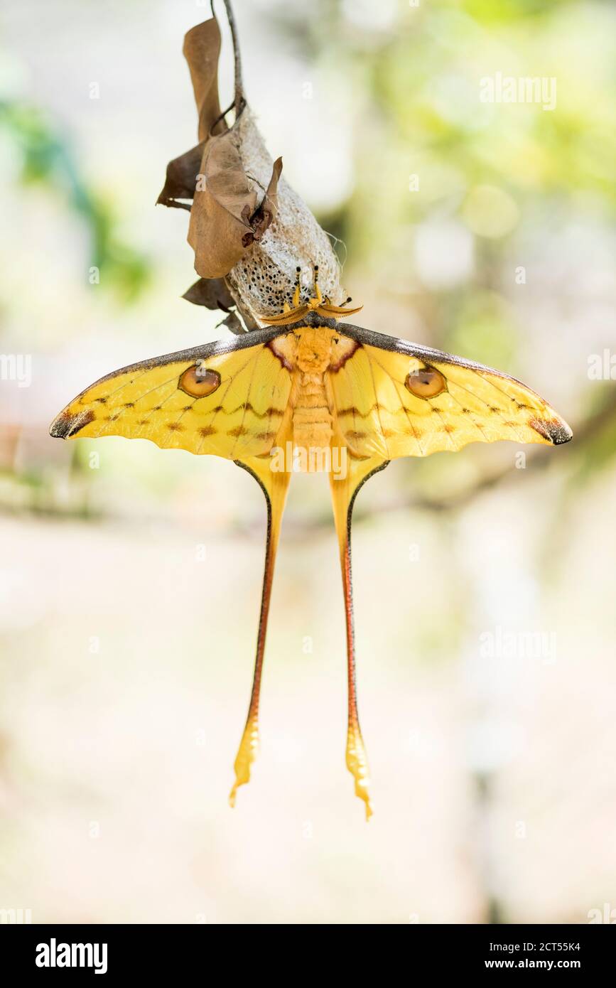 Comet moth Banque de photographies et d’images à haute résolution - Alamy