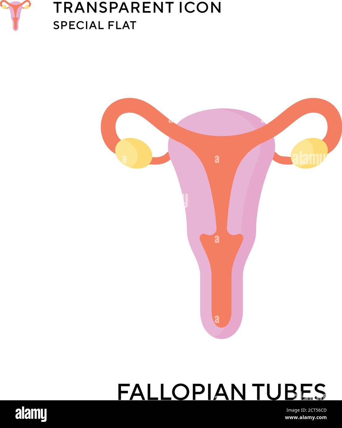 Uterus anatomy pregnancy cervix Banque d'images vectorielles - Alamy