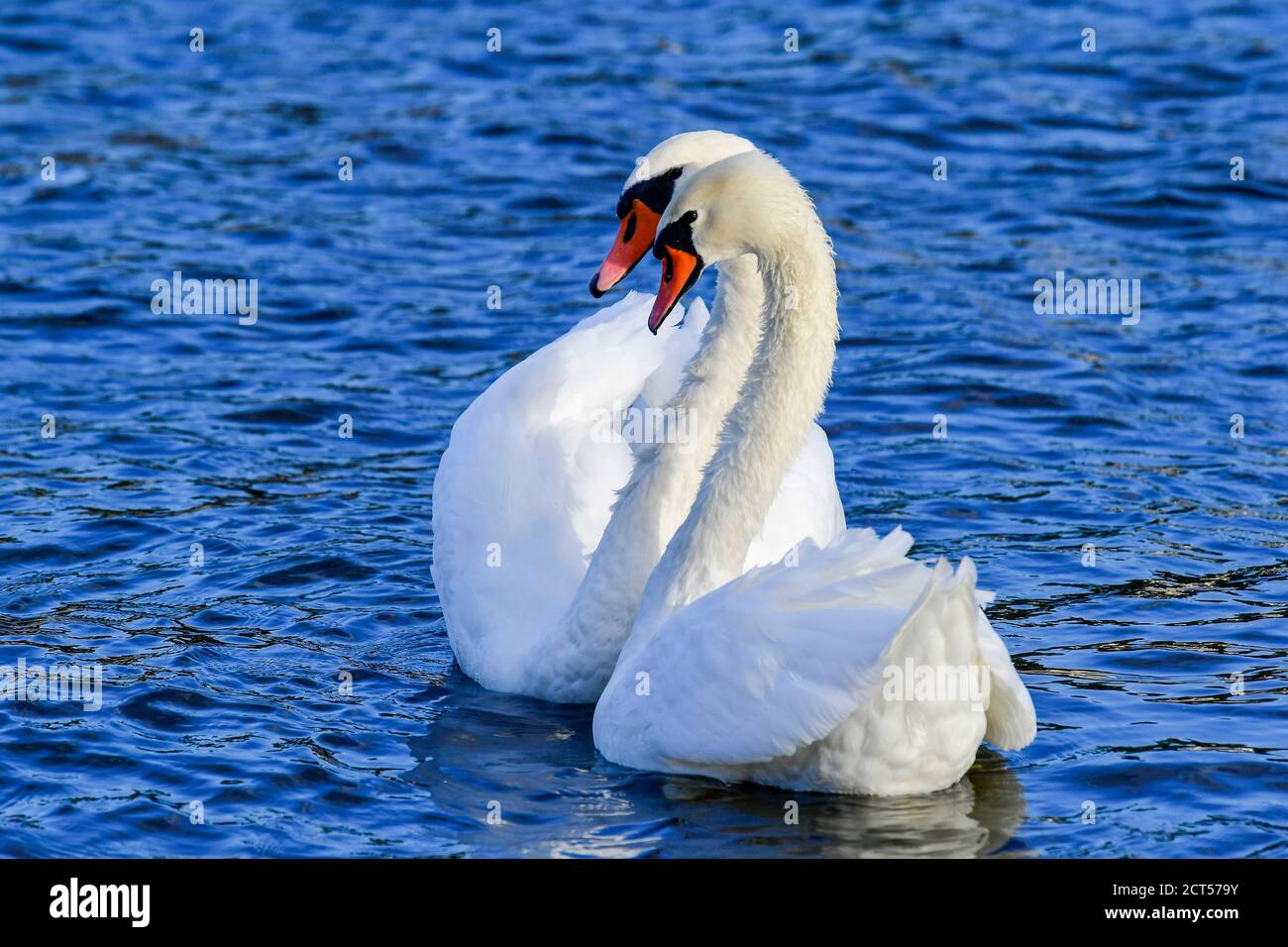 Cygnes blancs amoureux Banque de photographies et d’images à haute résolution - Alamy
