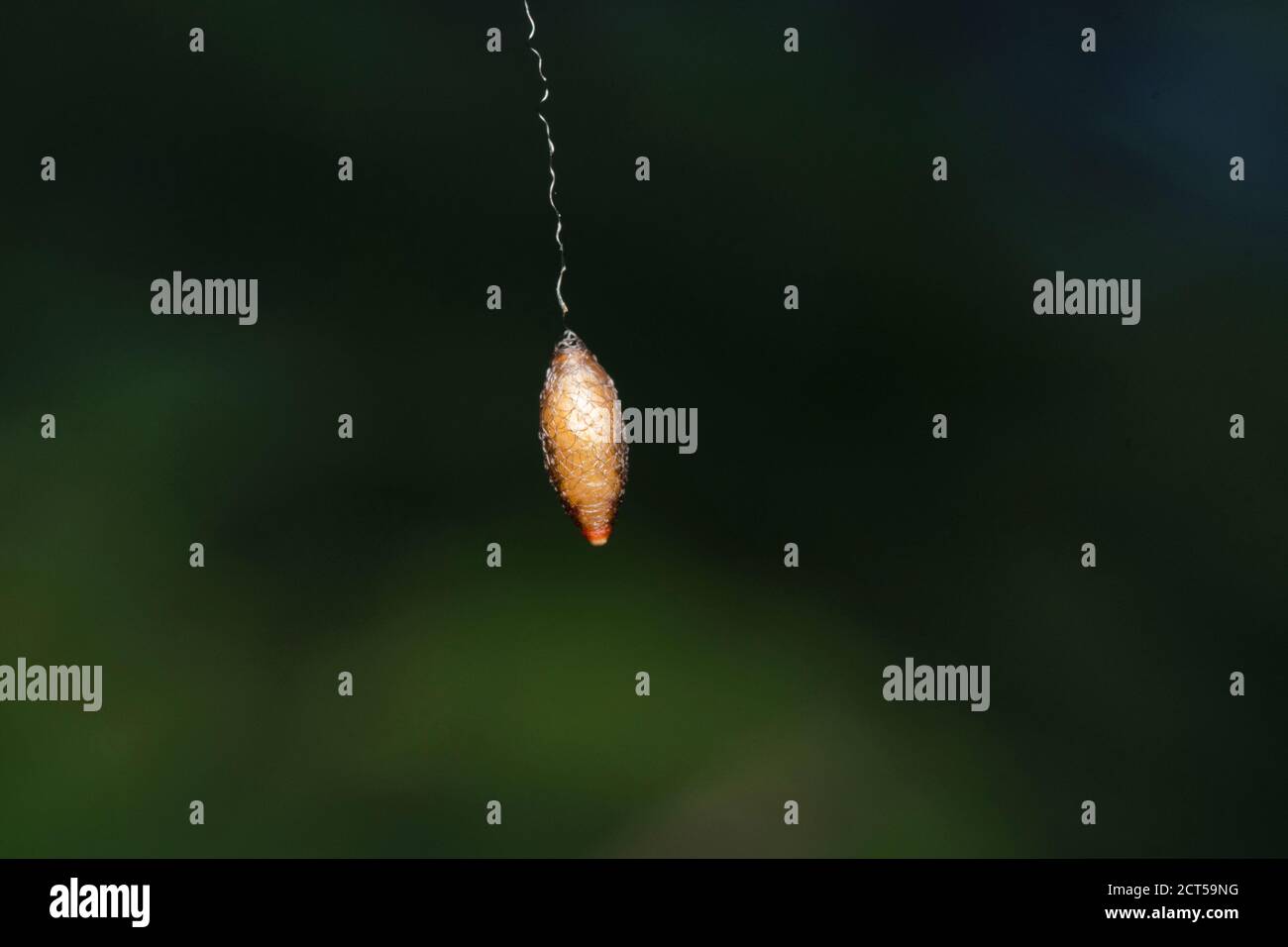 Cocon d'insectes guêpe Banque de photographies et d’images à haute ...