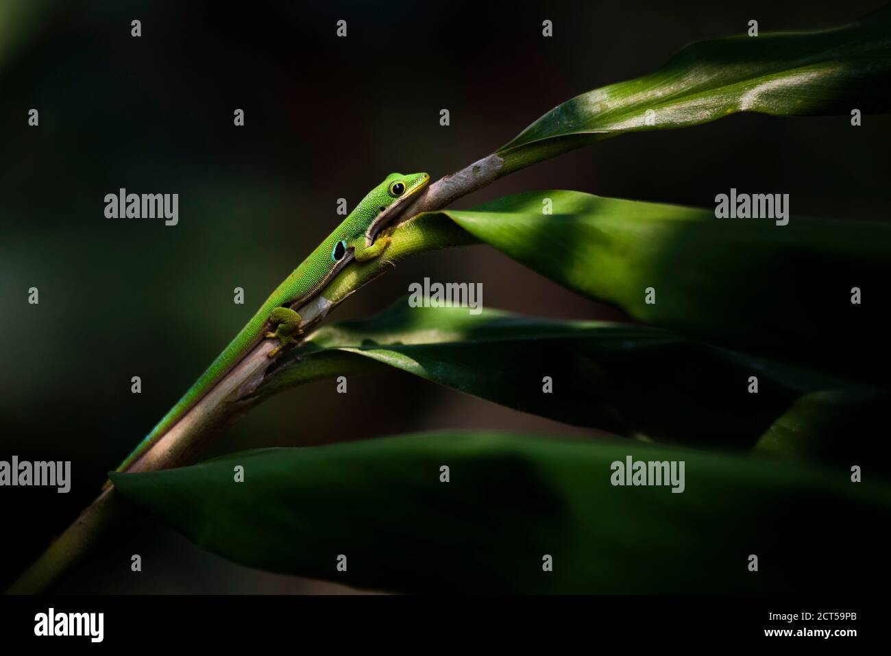 Peacock Day gecko (Phelsuma quadriocellata), Parc national de ...
