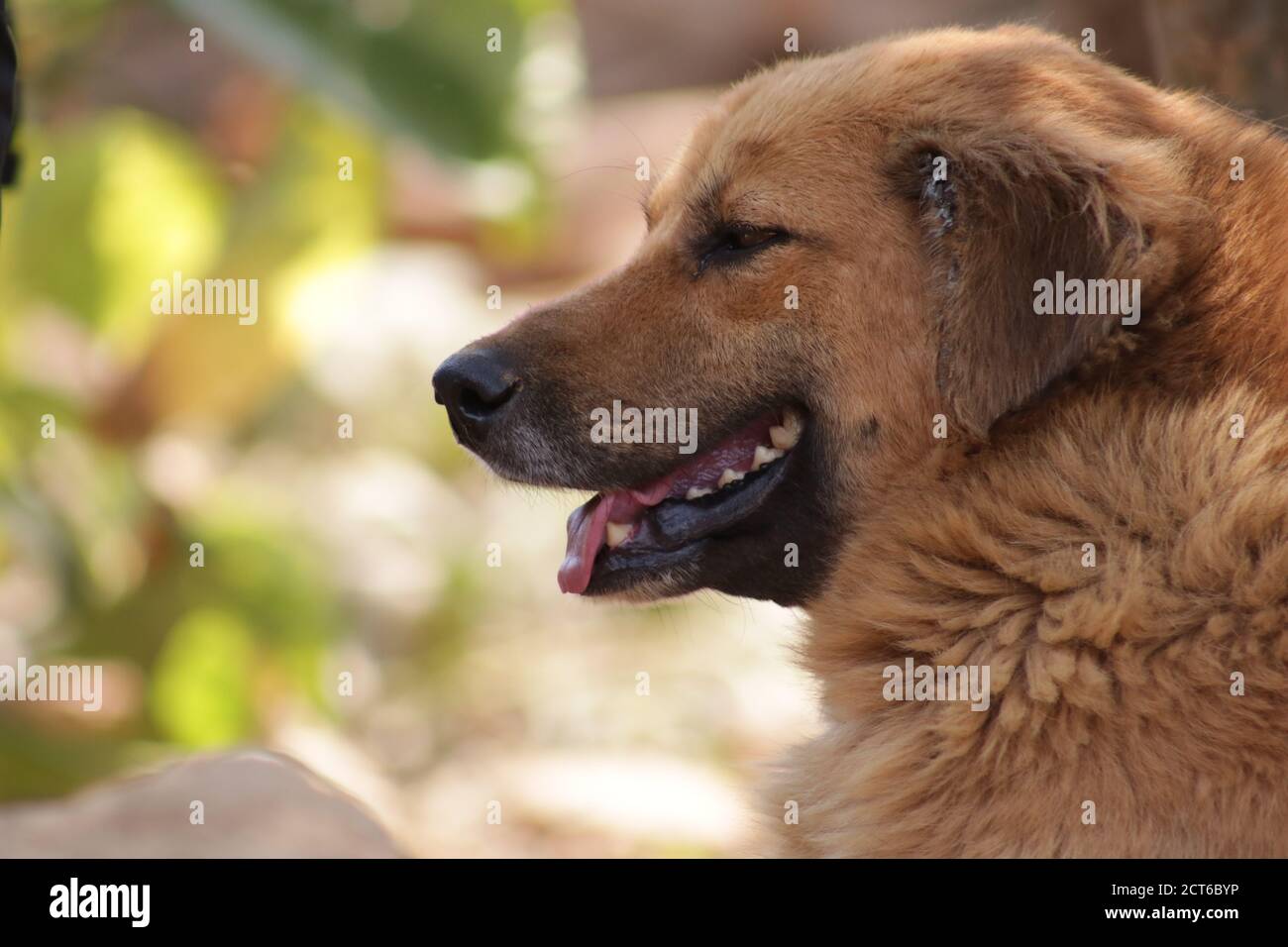 Chien congo Banque de photographies et d’images à haute résolution - Alamy