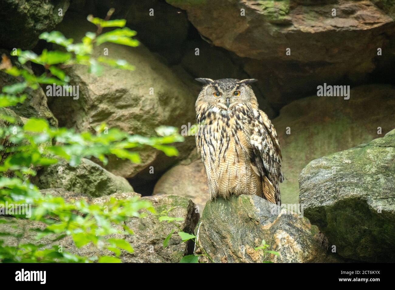 Europaischer uhu Banque de photographies et d’images à haute résolution ...