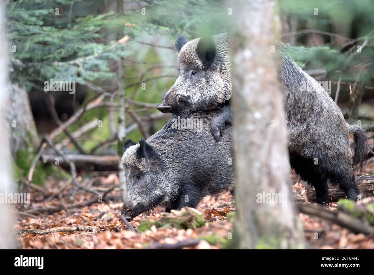 Accouplement des porcs Banque de photographies et d’images à haute ...