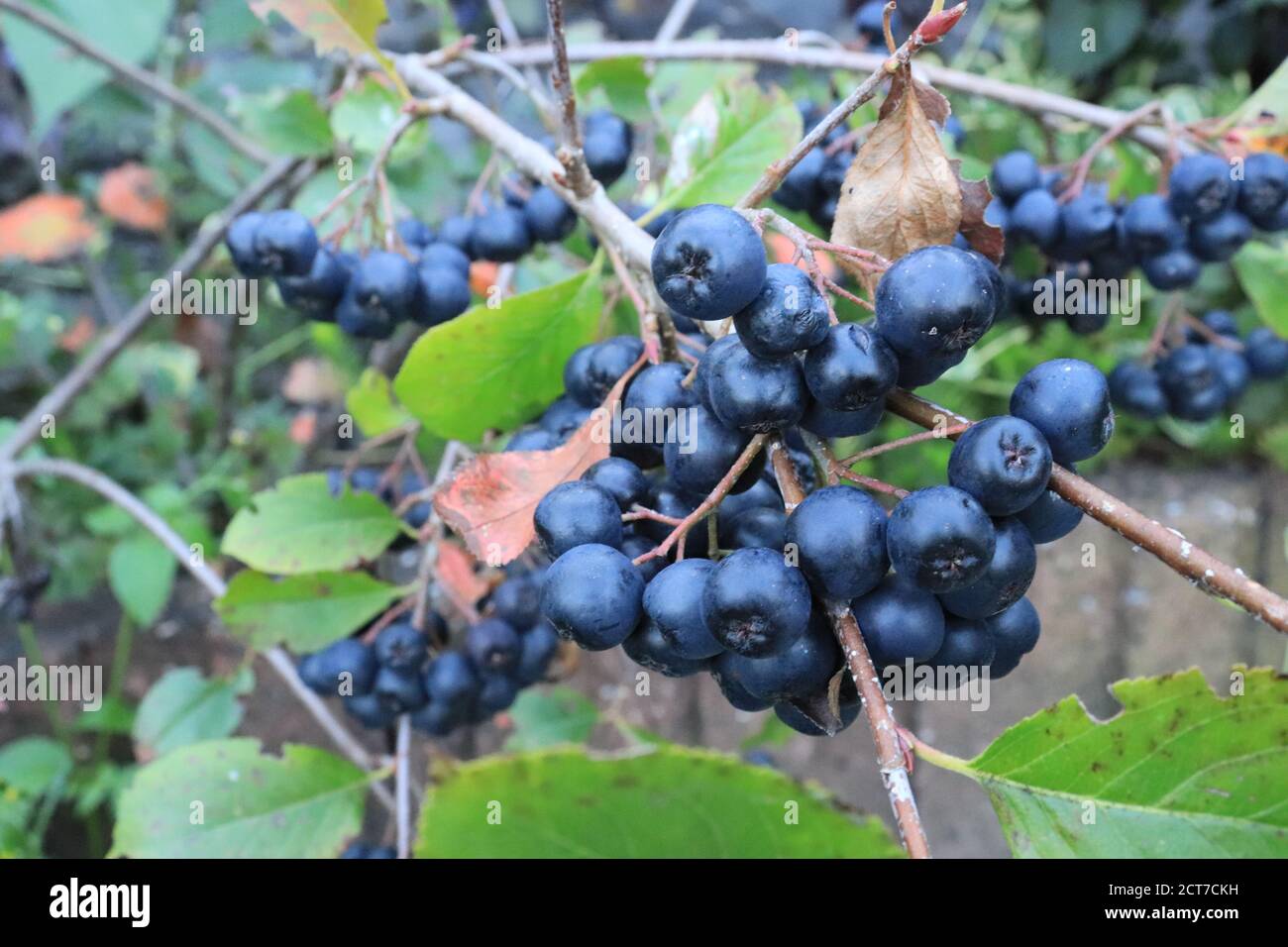 Aronia melanocarpa Banque de photographies et d’images à haute ...