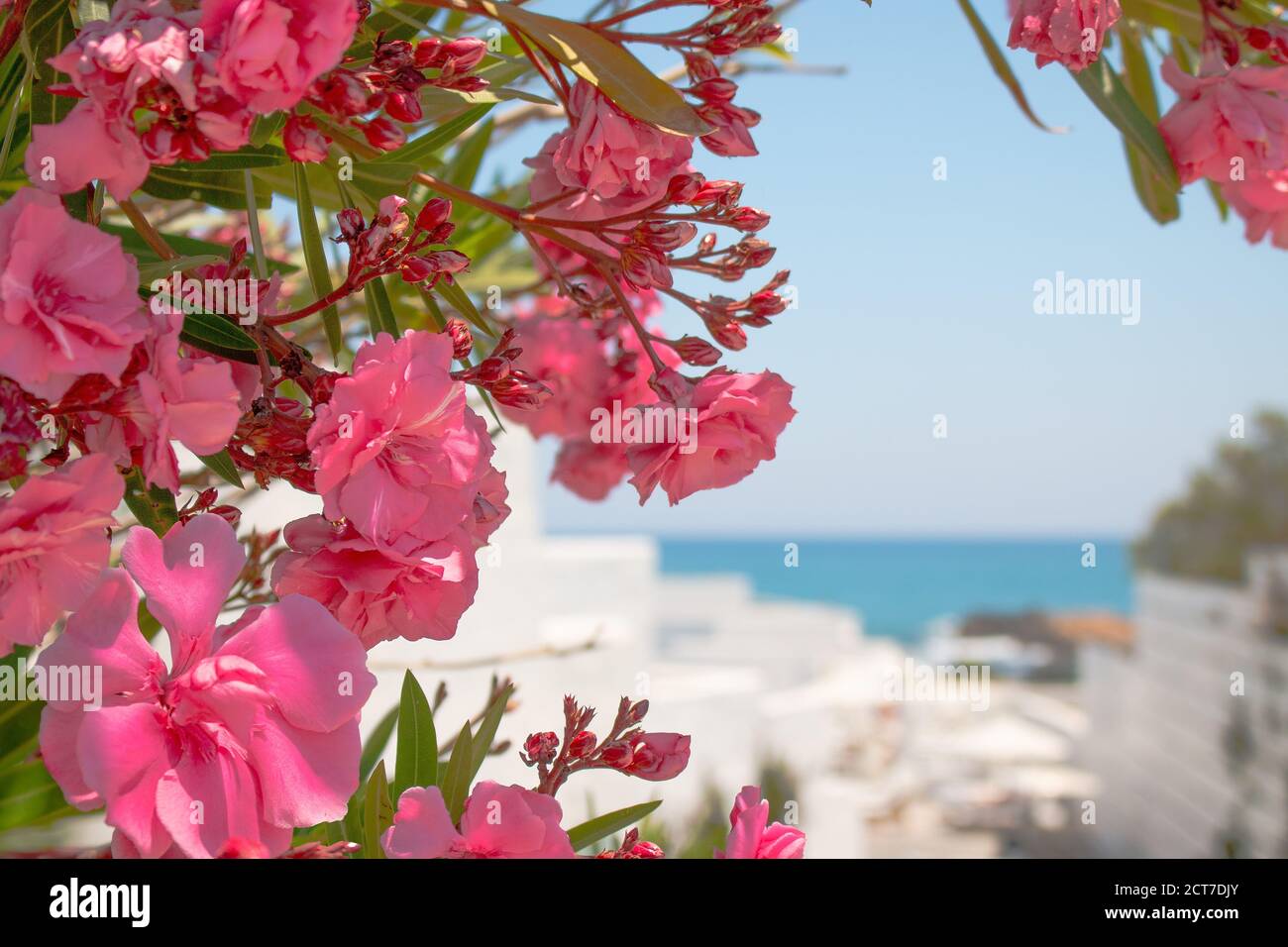 Fleurs roses au fond de la mer Égée. Fleurs de lauriers roses, la Grèce ...