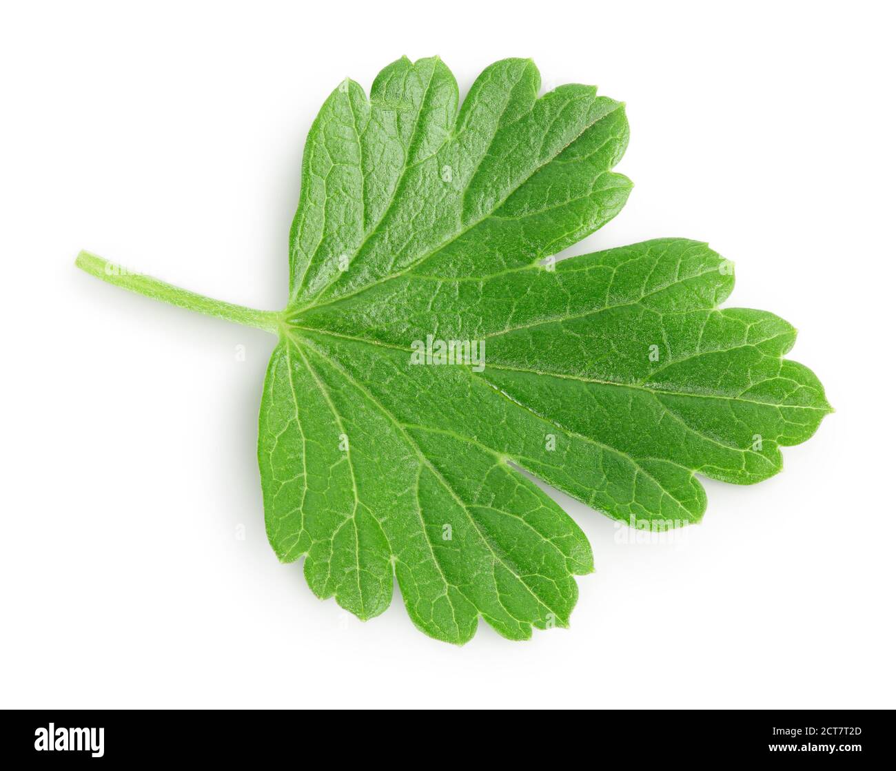 Feuille de groseiller Banque de photographies et d’images à haute ...