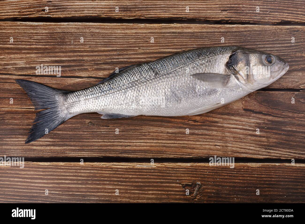 Bar sur loup Banque de photographies et d’images à haute résolution - Alamy