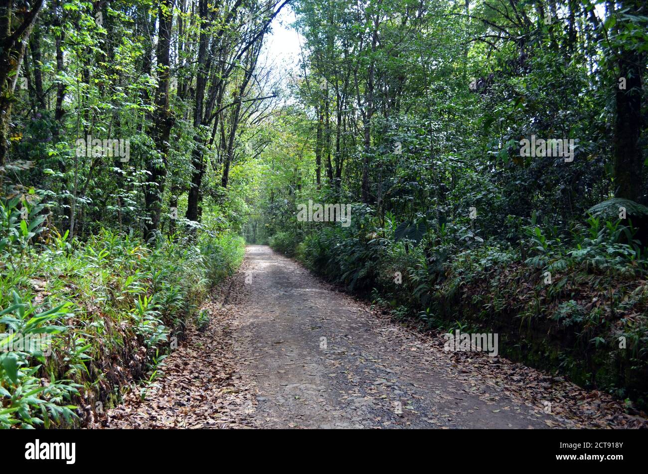 Quimbaya colombie Banque de photographies et d’images à haute résolution - Alamy