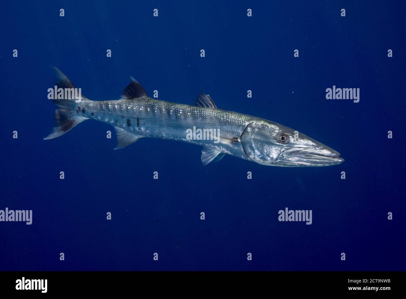 Grand barracuda sphyraena barracuda Banque de photographies et d’images ...