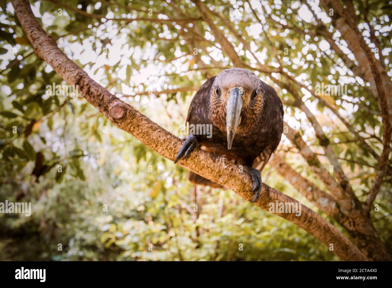Portrait kaka animal bird Banque de photographies et d’images à haute ...