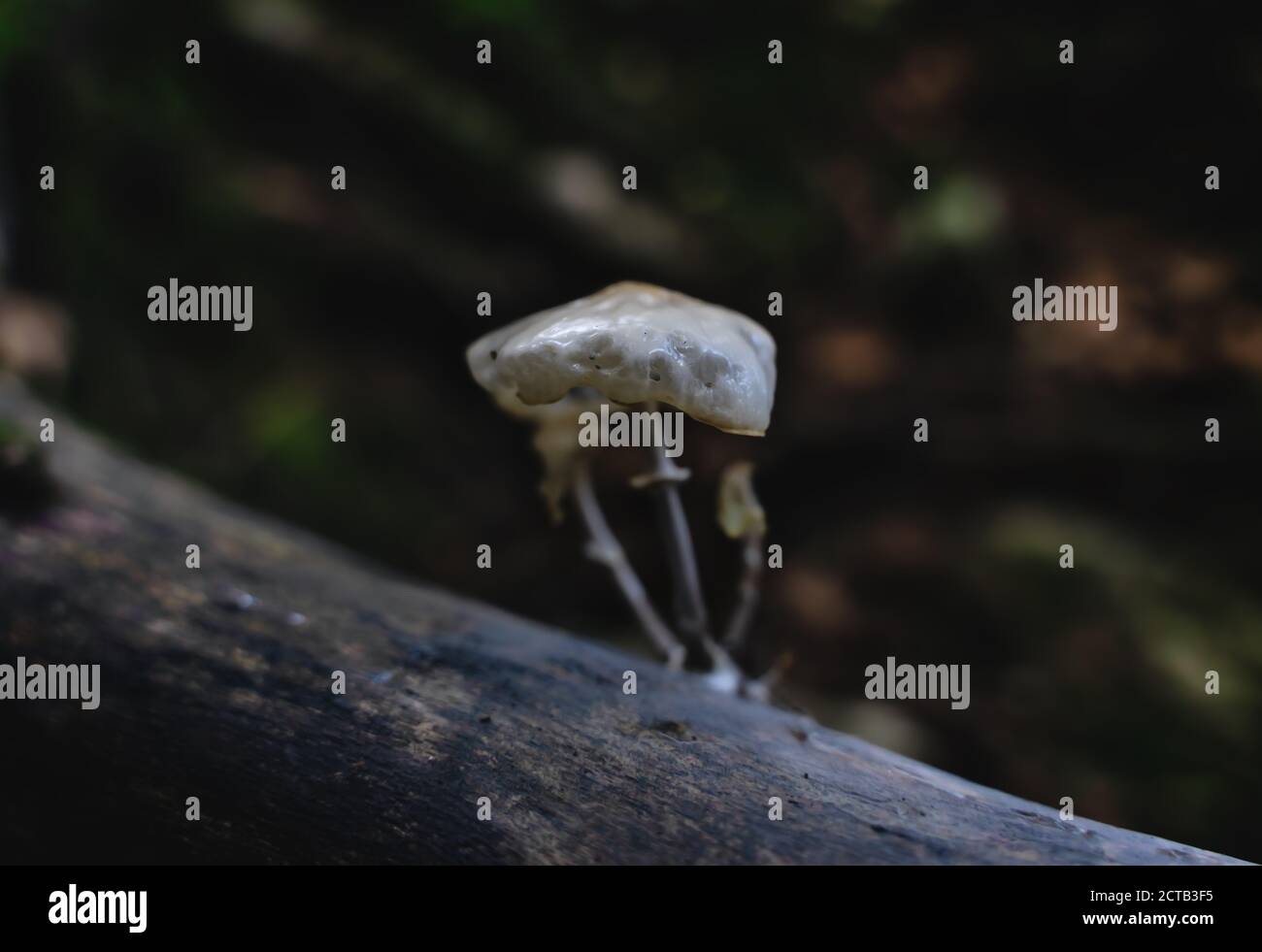 La fonte des champignons de porcelaine - Oudemansiella mucida - sur un ...