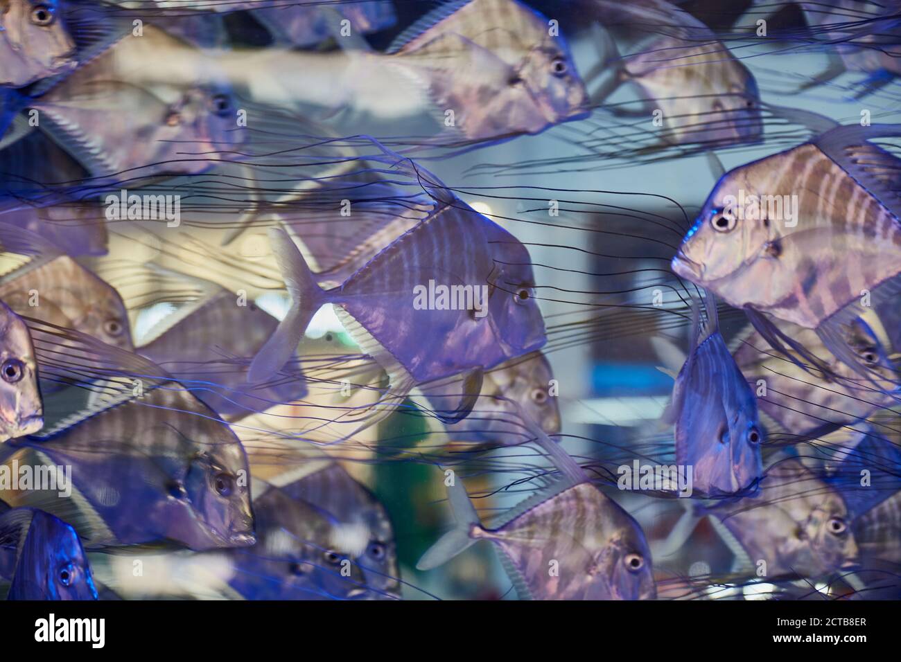 Photographing fish Banque de photographies et d’images à haute ...