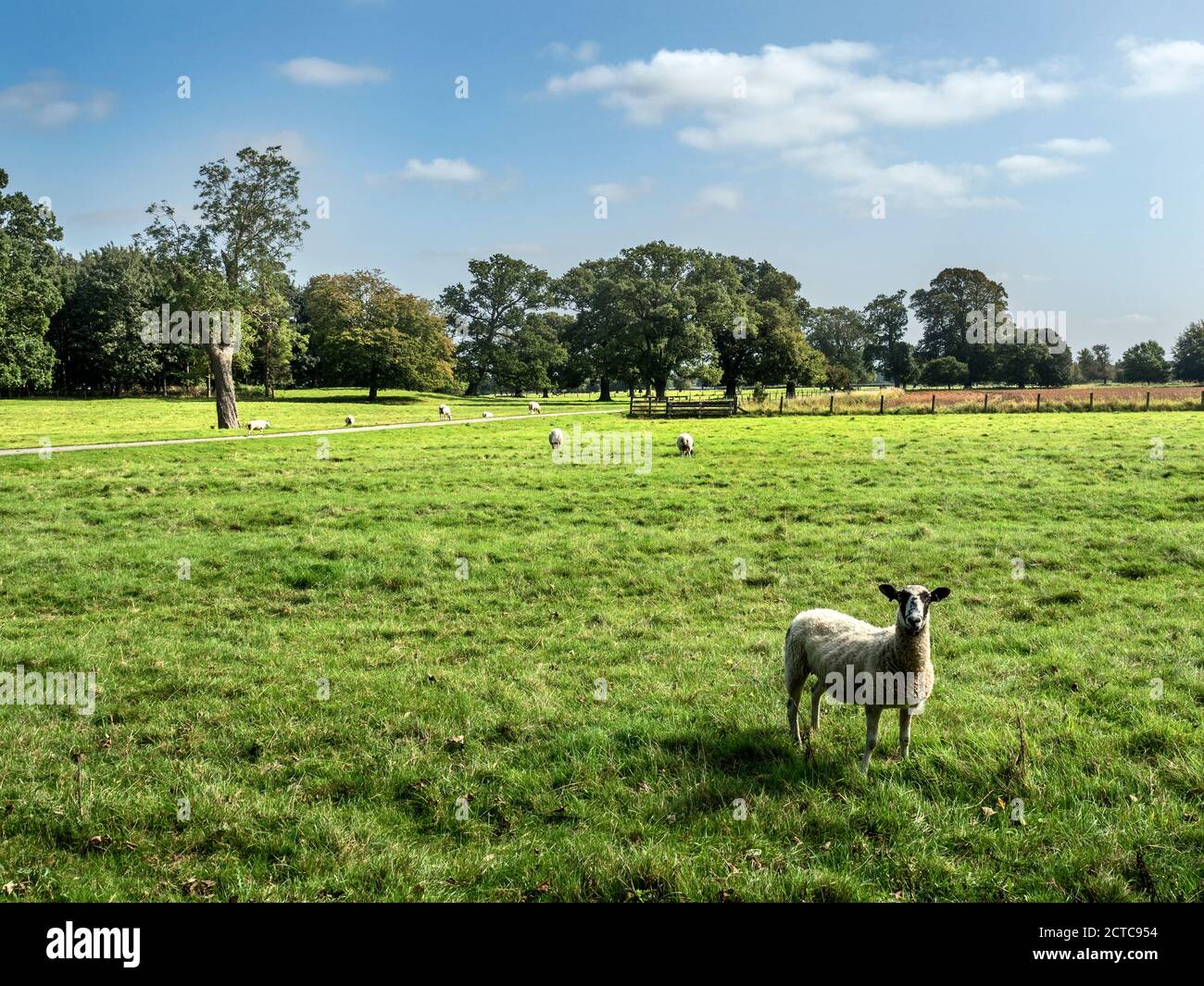 Parc de ribston Banque de photographies et d’images à haute résolution ...
