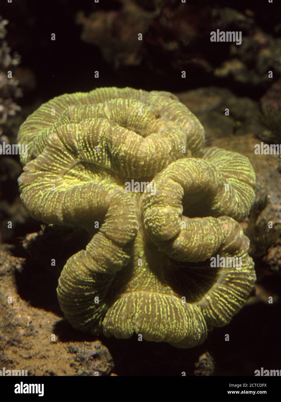 Corail cerveau trachyphyllia Banque de photographies et d’images à ...