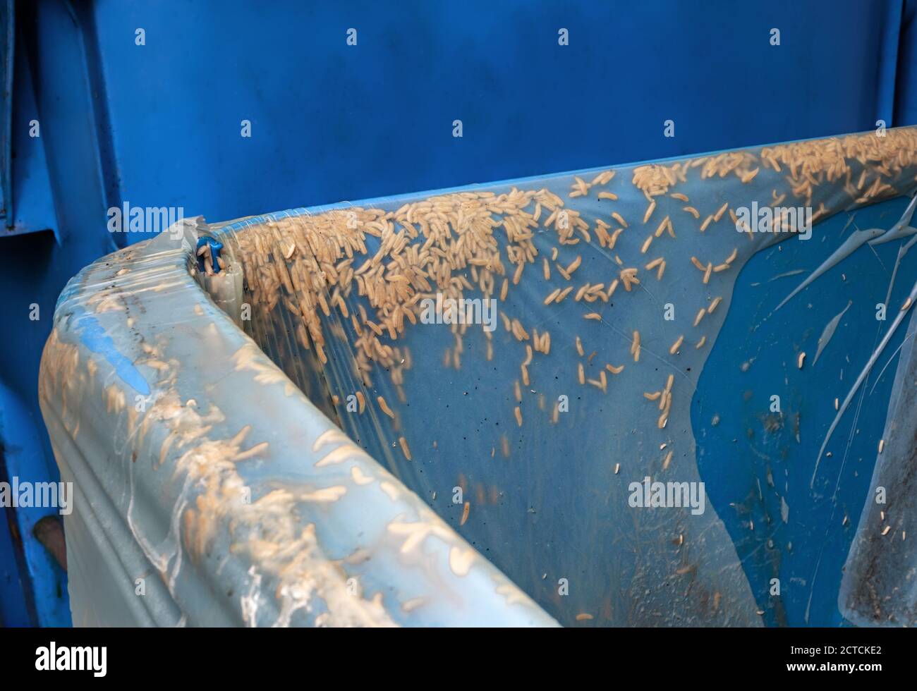 Infestation de maggots. Ramper et déplacer les larves de mouche dans le ...