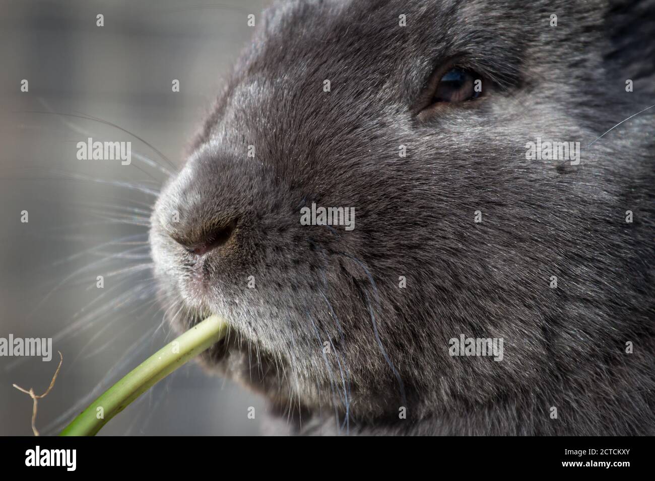 Race de lapin Banque de photographies et d’images à haute résolution - Alamy