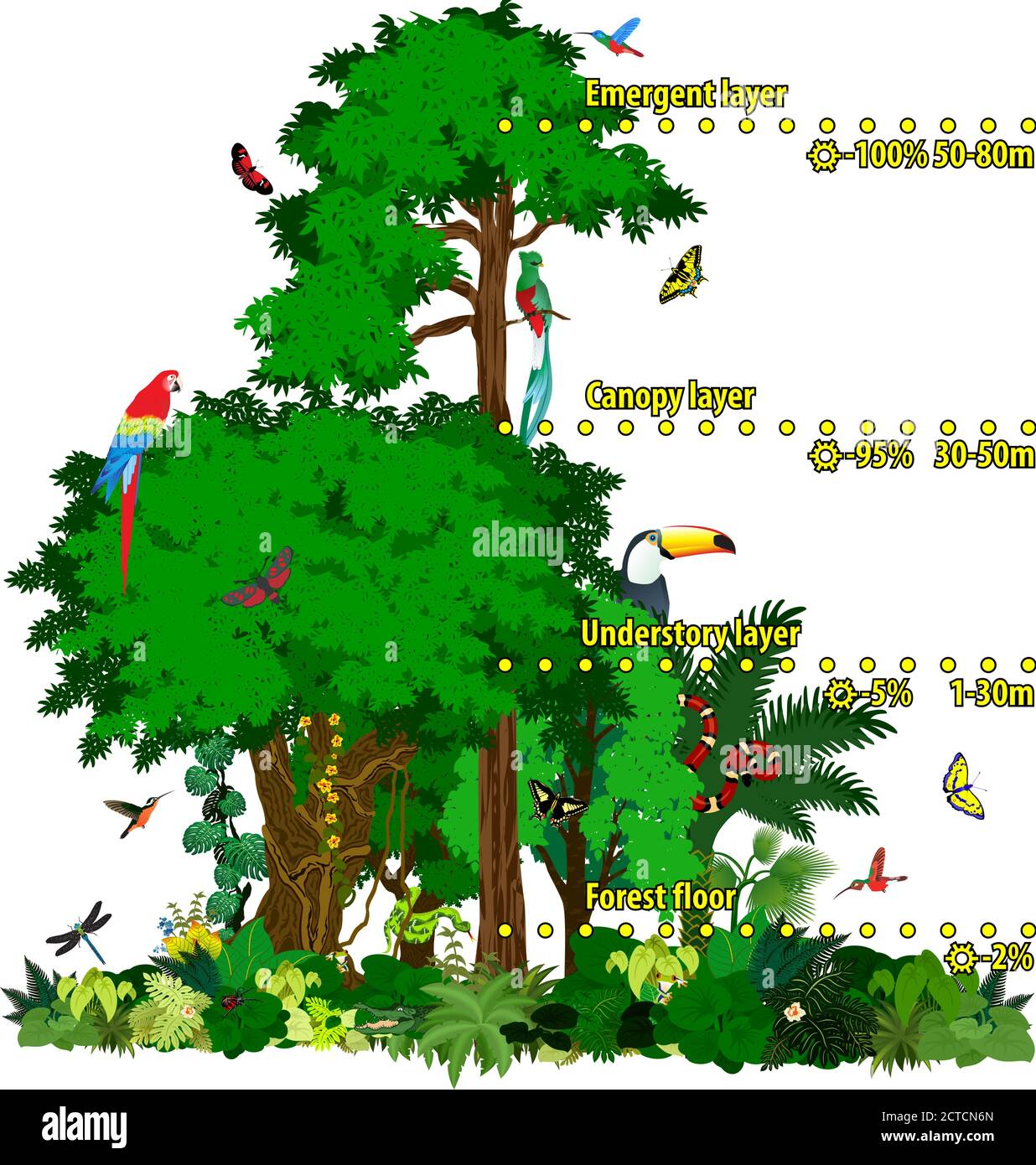 Foresta pluviale understory Banque d'images vectorielles - Alamy