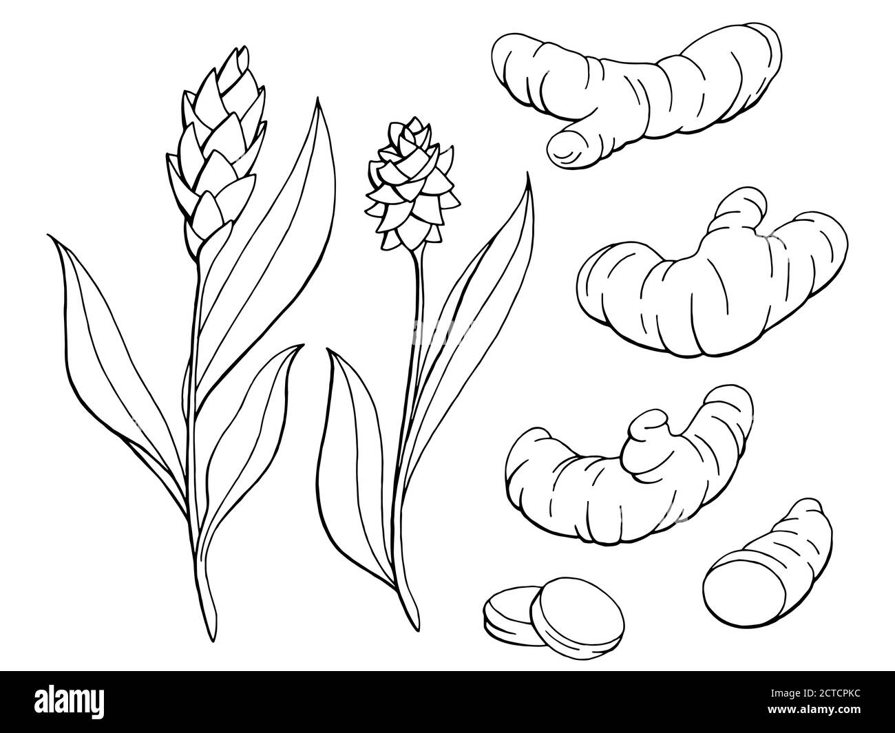 Feuille de curcuma Banque d'images vectorielles - Alamy