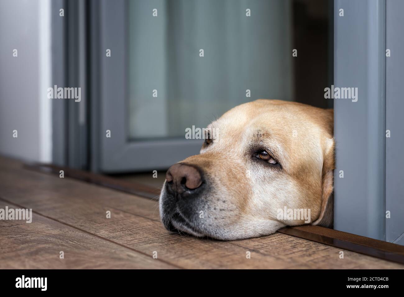 Labrador triste Banque de photographies et d’images à haute résolution ...