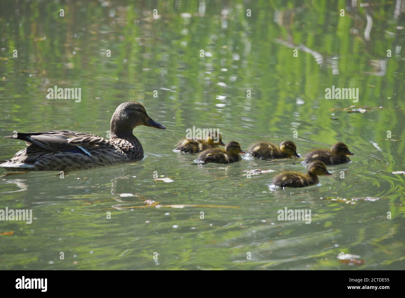 Canetons au printemps Banque de photographies et d’images à haute ...