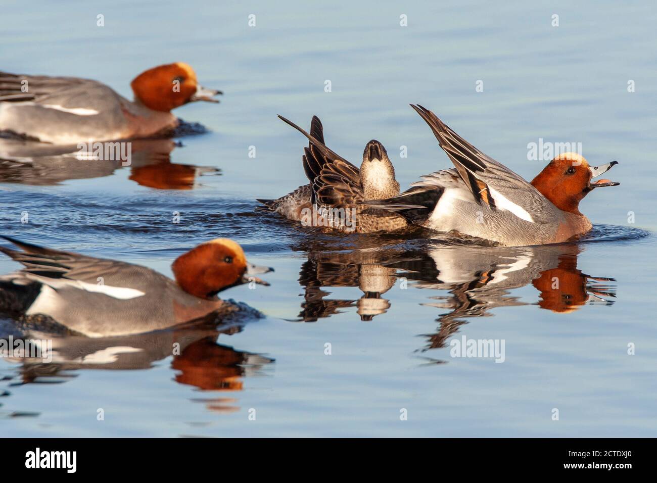 Drake et femelle canard Banque de photographies et d’images à haute ...