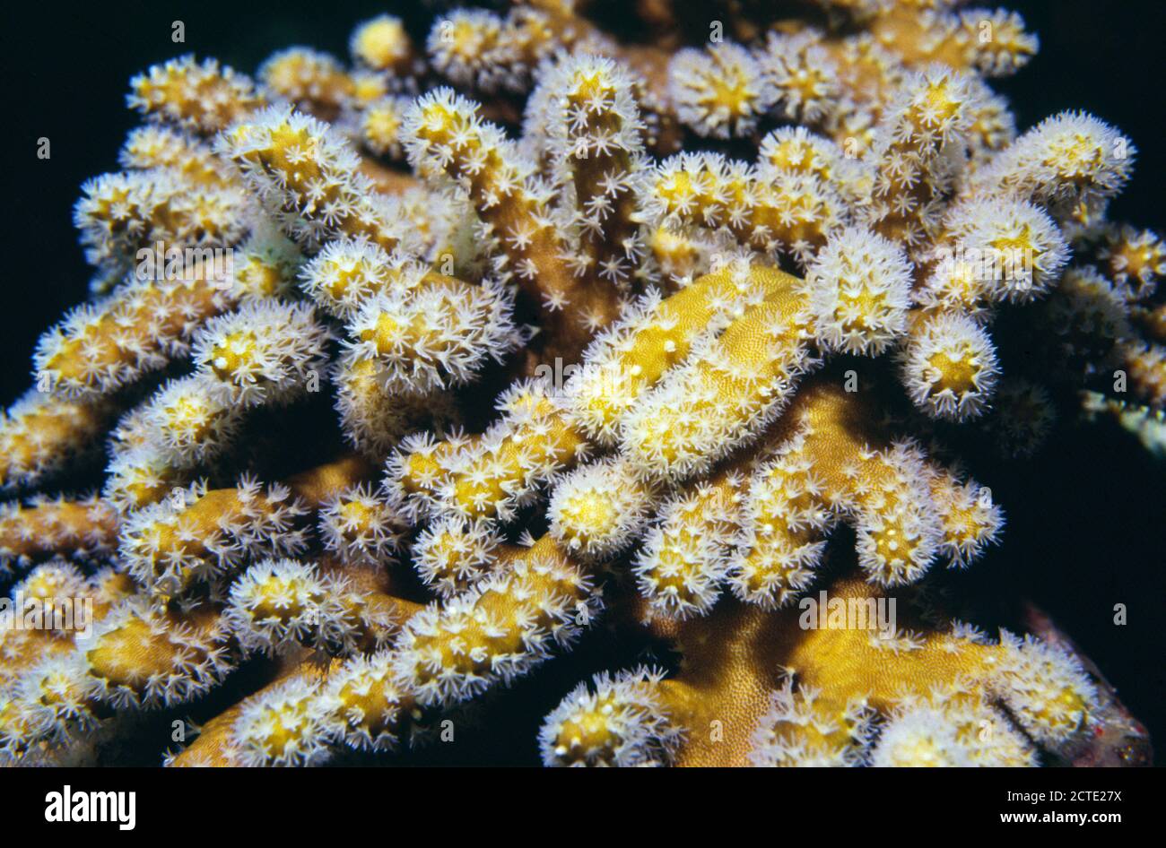 Colonie de corail rouge Banque de photographies et d’images à haute ...