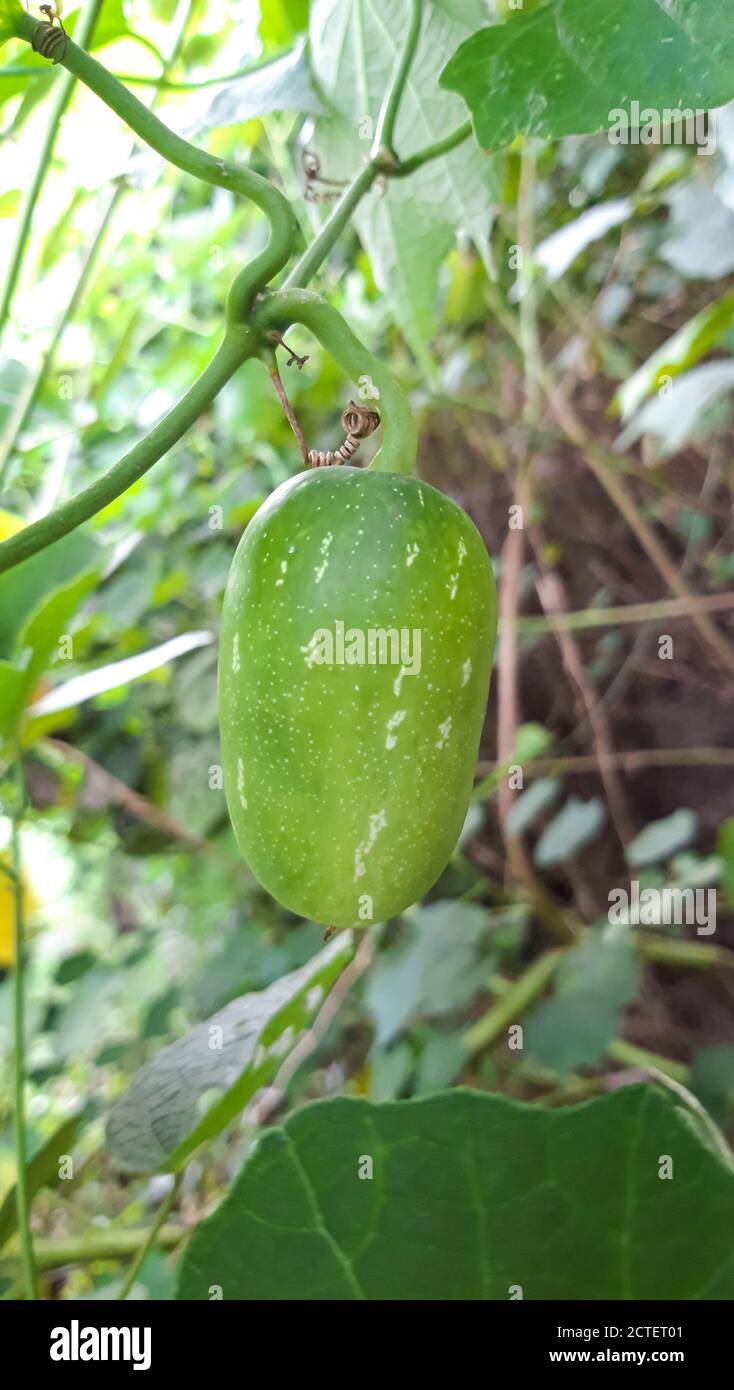 Fruit sauvage Banque de photographies et d’images à haute résolution ...