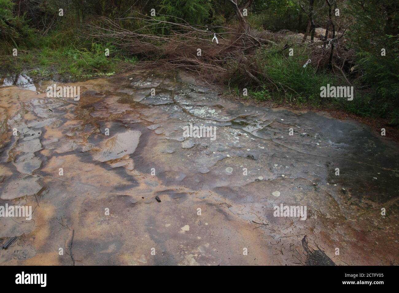 Gravures rupestres aborigènes, circuit Grotto point à Clontarf sur la ...