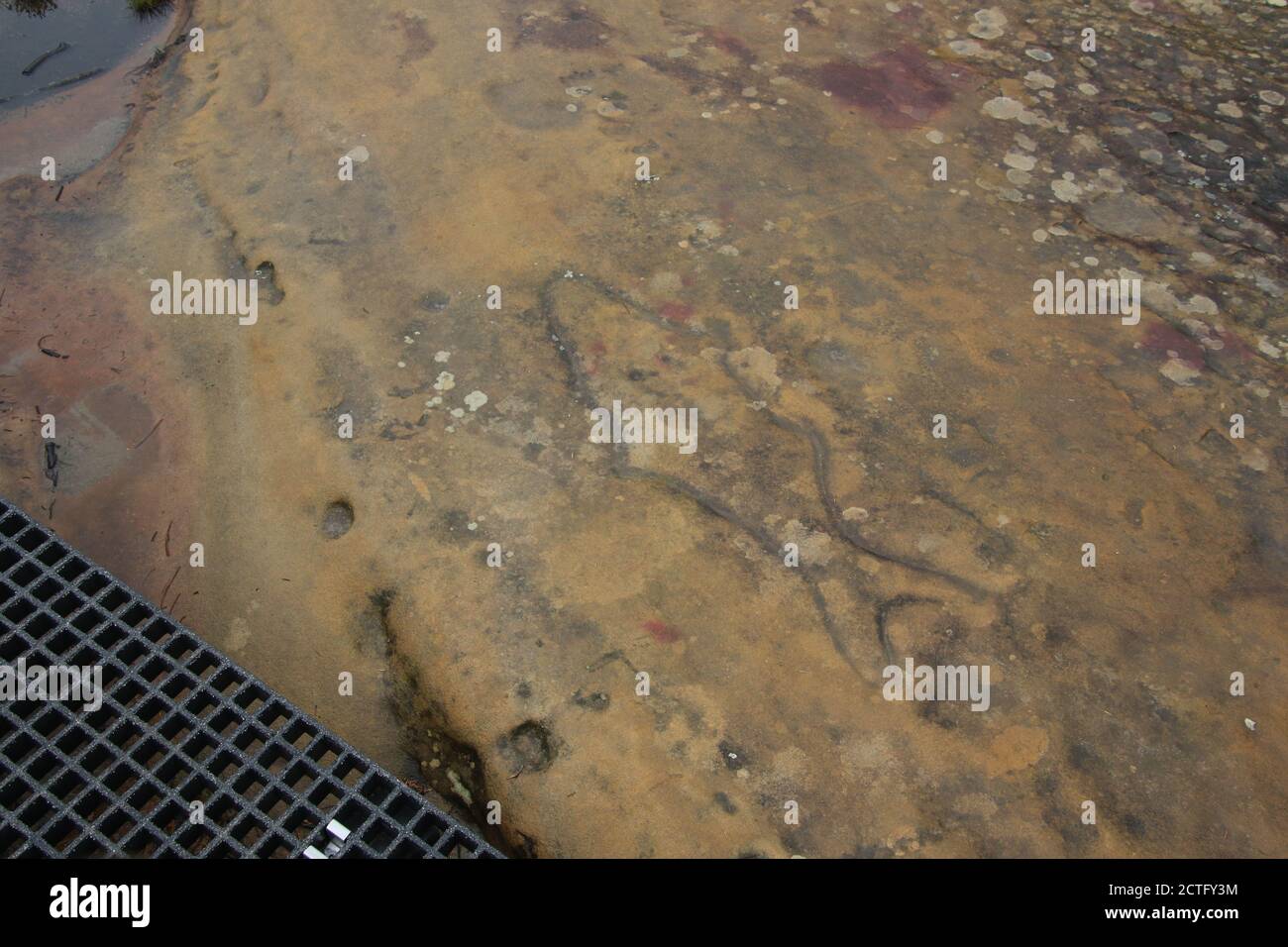 Gravures rupestres aborigènes, circuit Grotto point à Clontarf sur la ...