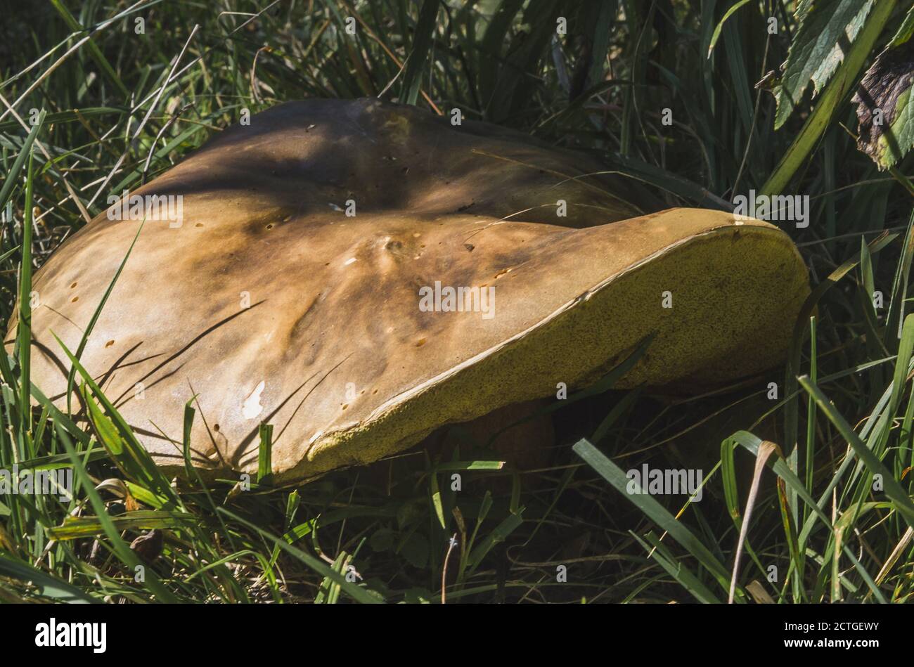 Giant boletus mushroom boletus edulis Banque de photographies et d’images à haute résolution - Alamy