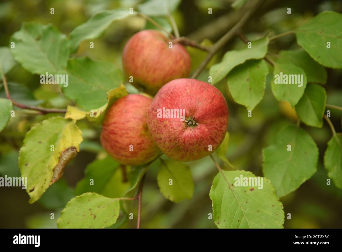 Manger des pommes qui poussent des arbres Banque de photographies et d ...