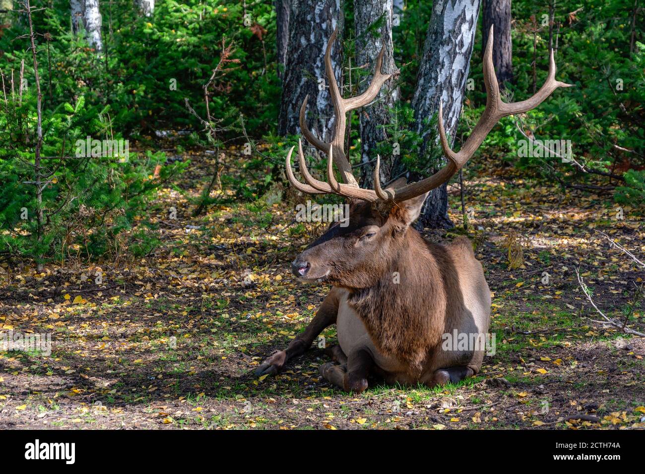 Maral animal Banque de photographies et d’images à haute résolution - Alamy