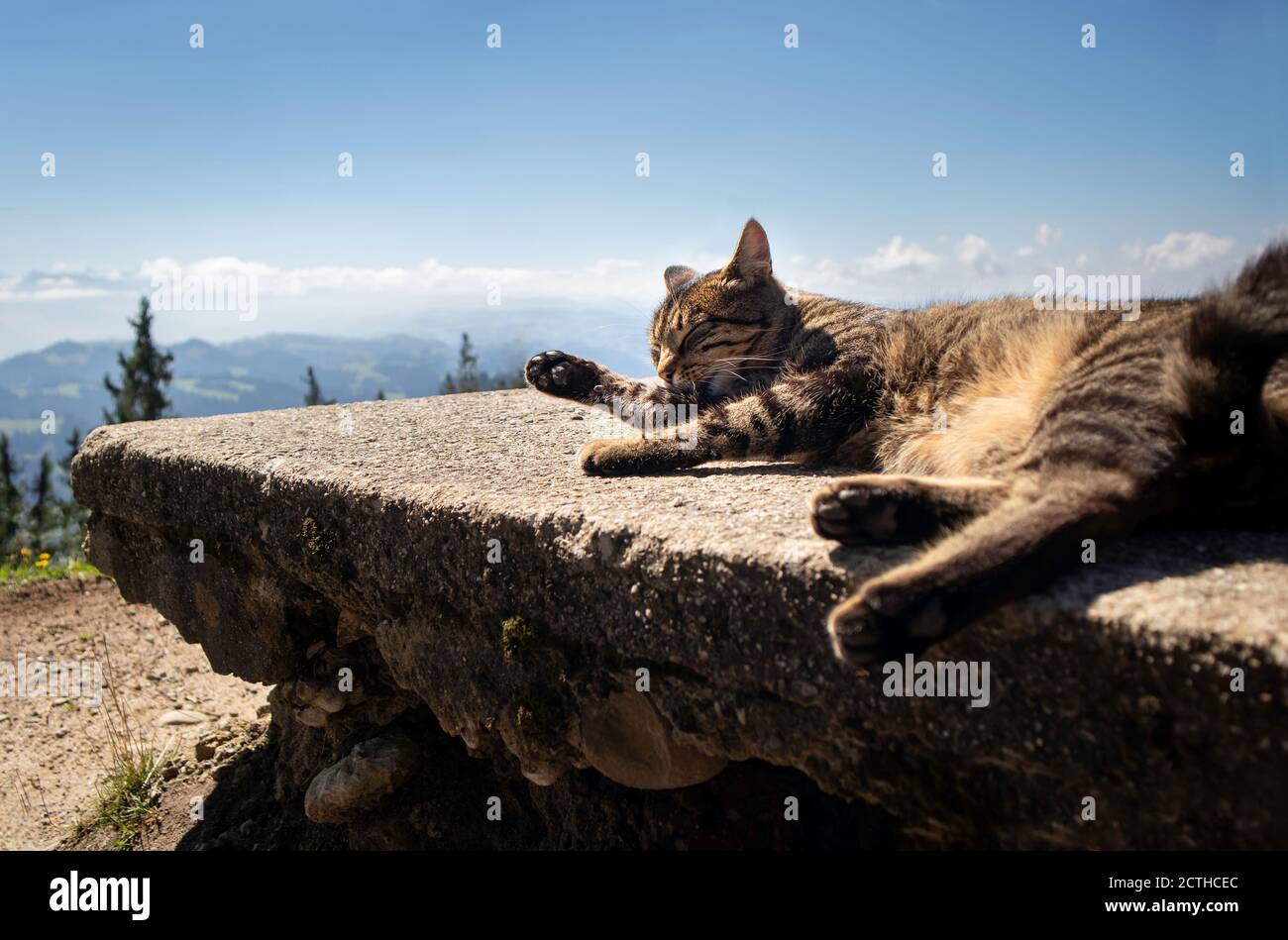 Chat de montagne Banque de photographies et d’images à haute résolution ...