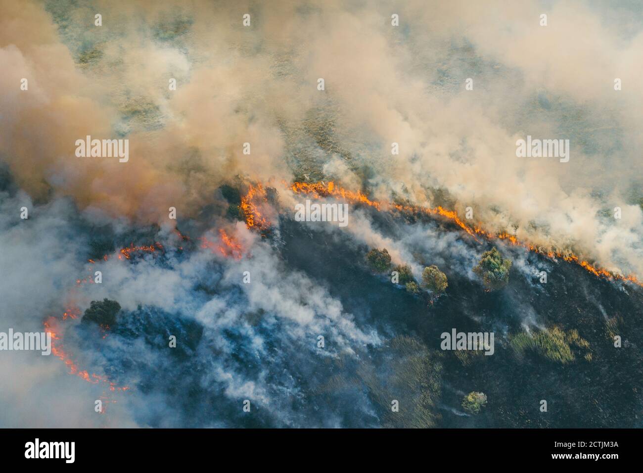 Forest flame Banque de photographies et d’images à haute résolution - Alamy