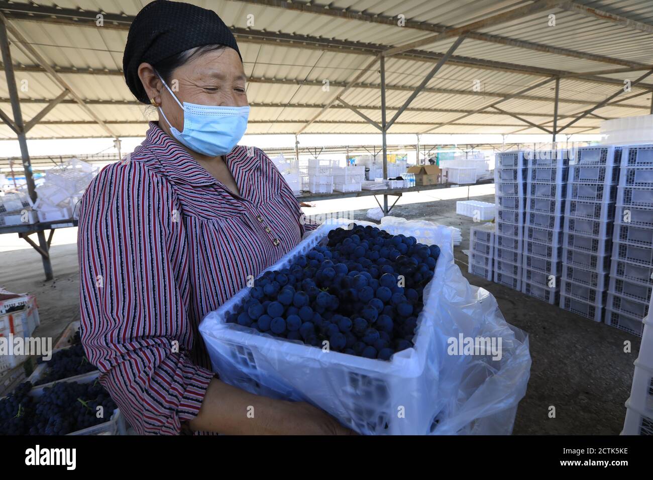 Les gens emballez des raisins à Shuanghe, dans la région autonome de ...