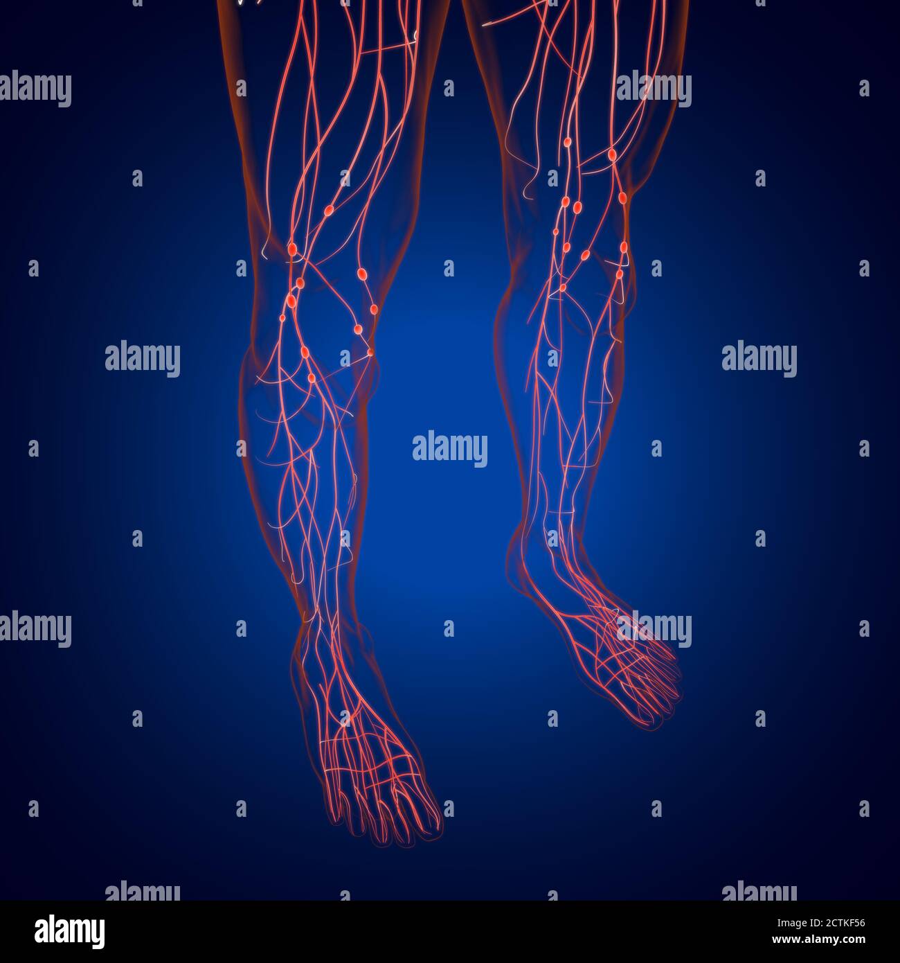 Human lymphe Nodes Anatomy for Medical concept 3D Illustration Photo ...