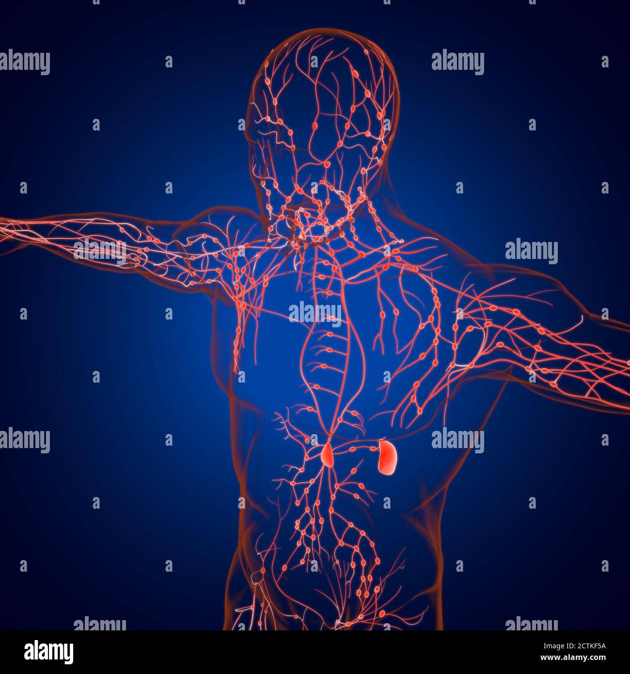 Human lymphe Nodes Anatomy for Medical concept 3D Illustration Photo ...