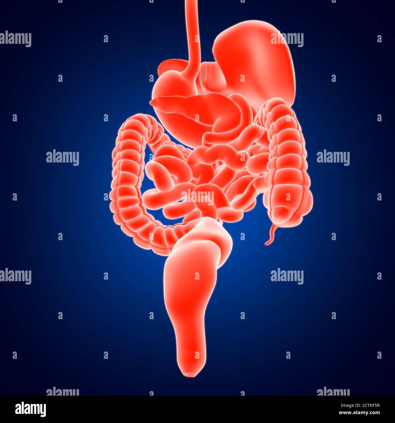 Système digestif humain Anatomy for Medical concept 3D Illustration ...