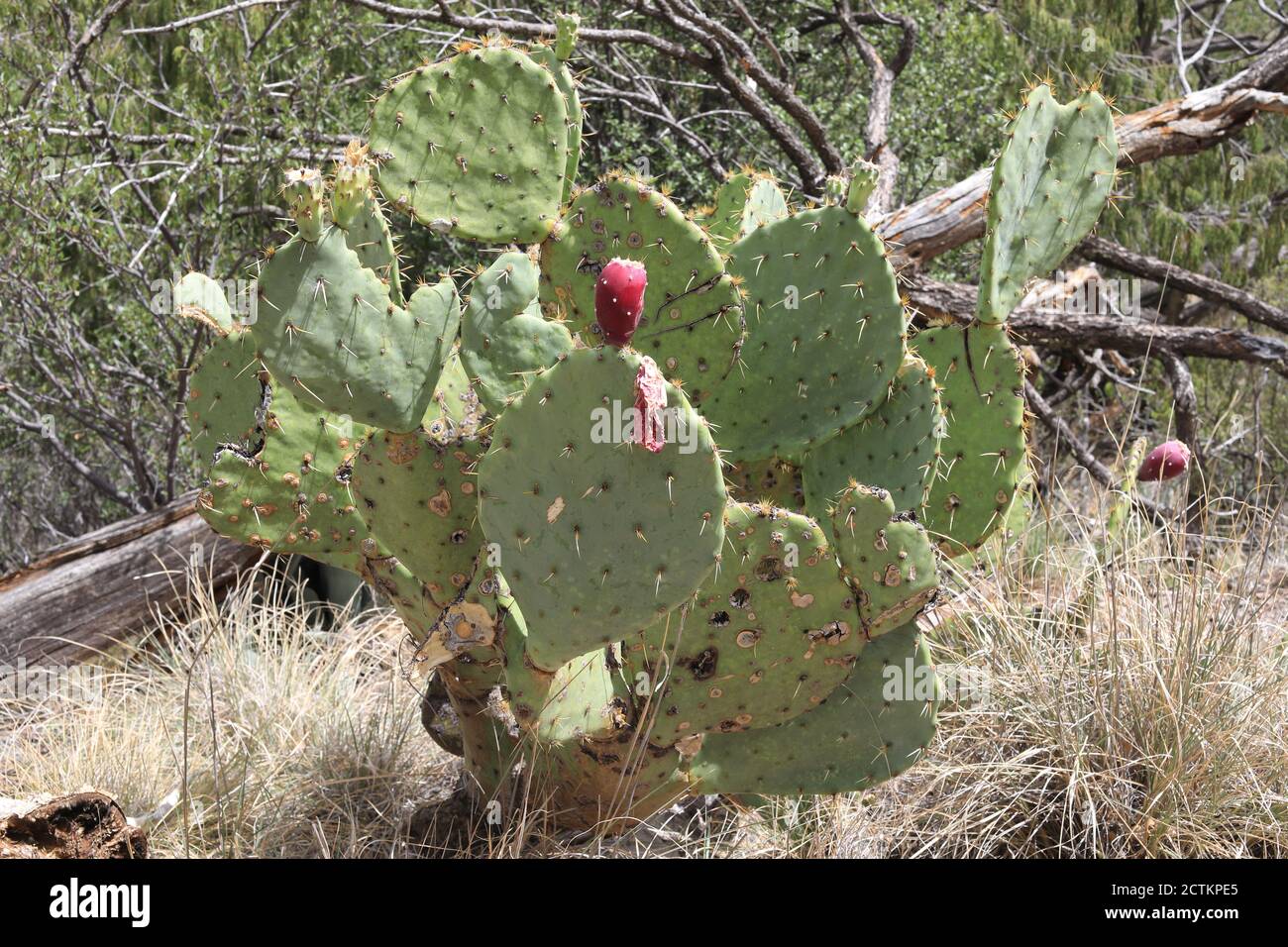 Cactus de poire Banque de photographies et d’images à haute résolution ...