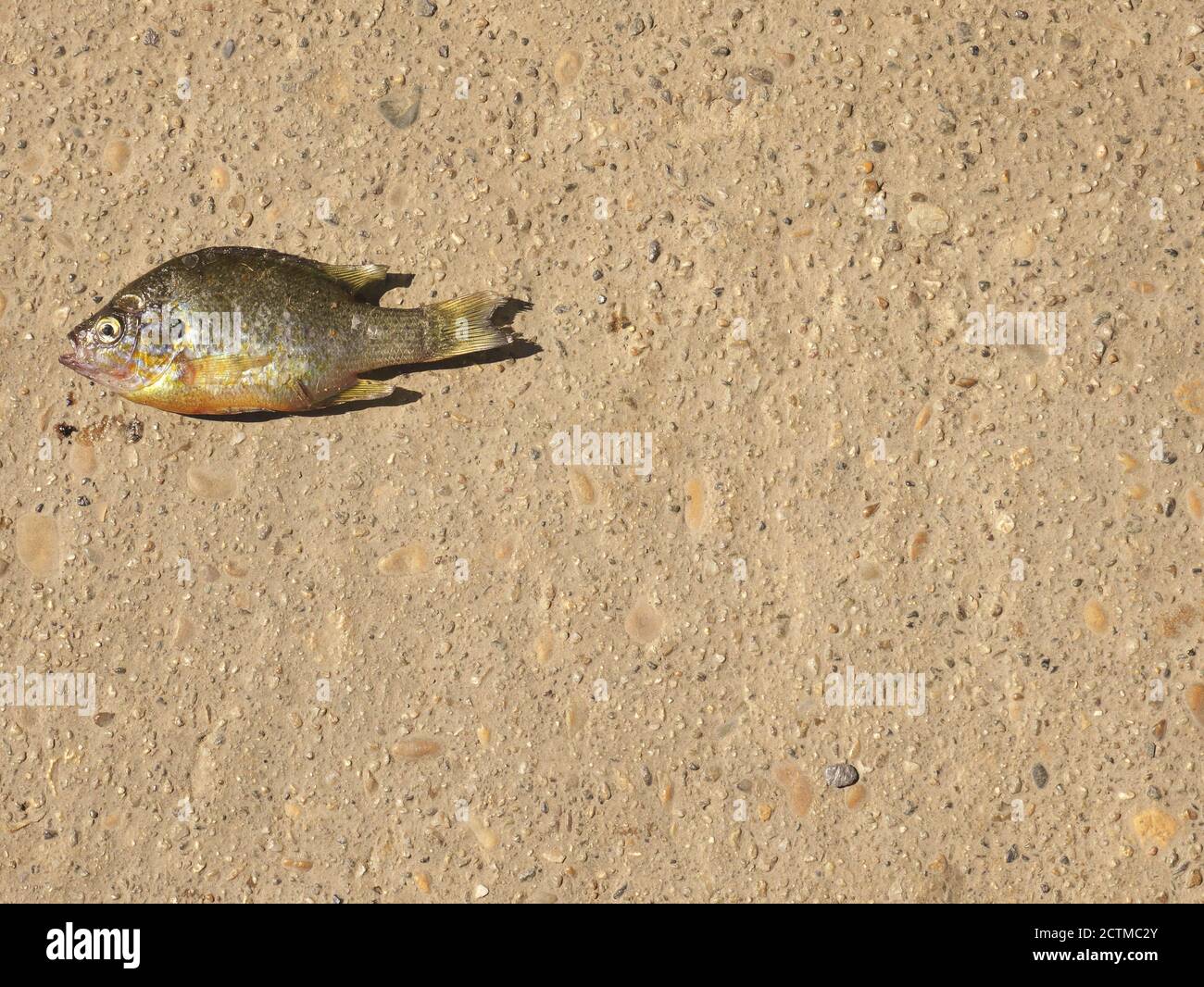 Poissons morts au sol Banque de photographies et d’images à haute ...